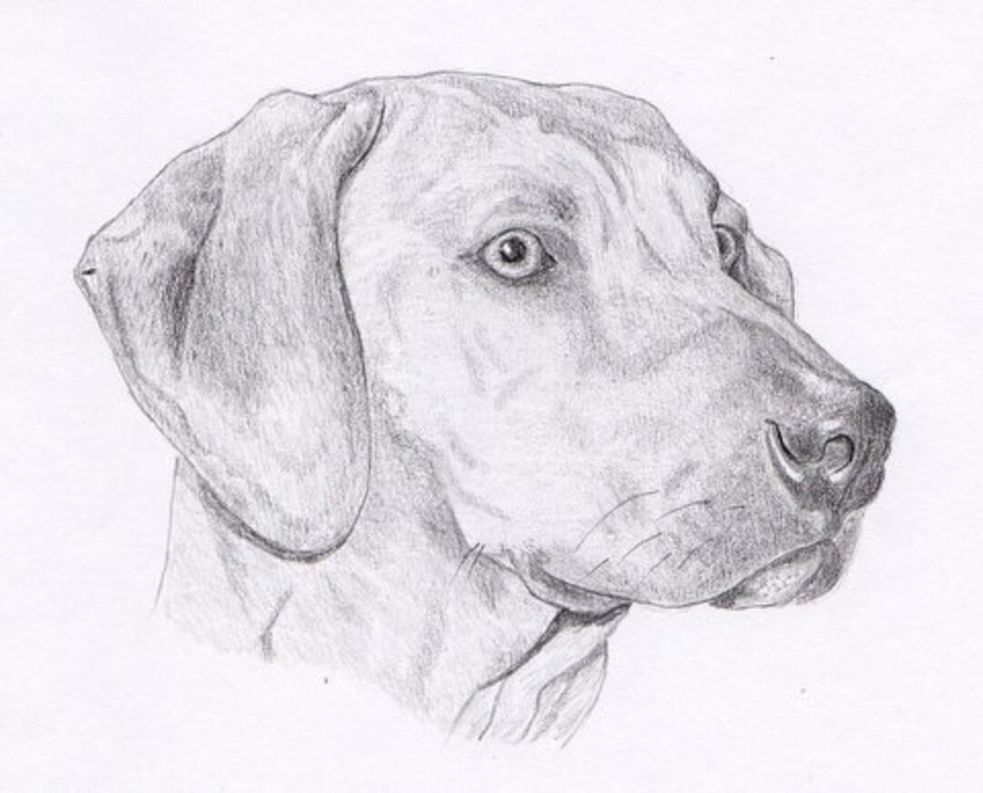 Rhodesian Ridgeback Signed Personalized Original Pencil Drawing Matted ...