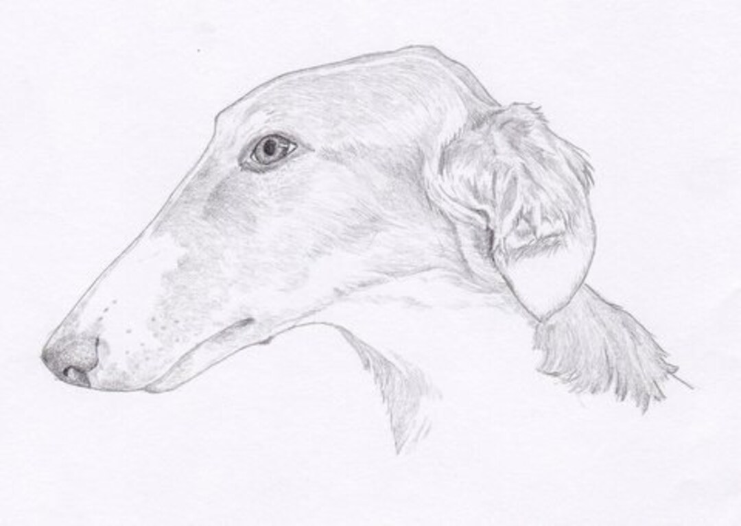 Borzoi Signed Personalized Original Pencil Drawing Matted Print -free ...