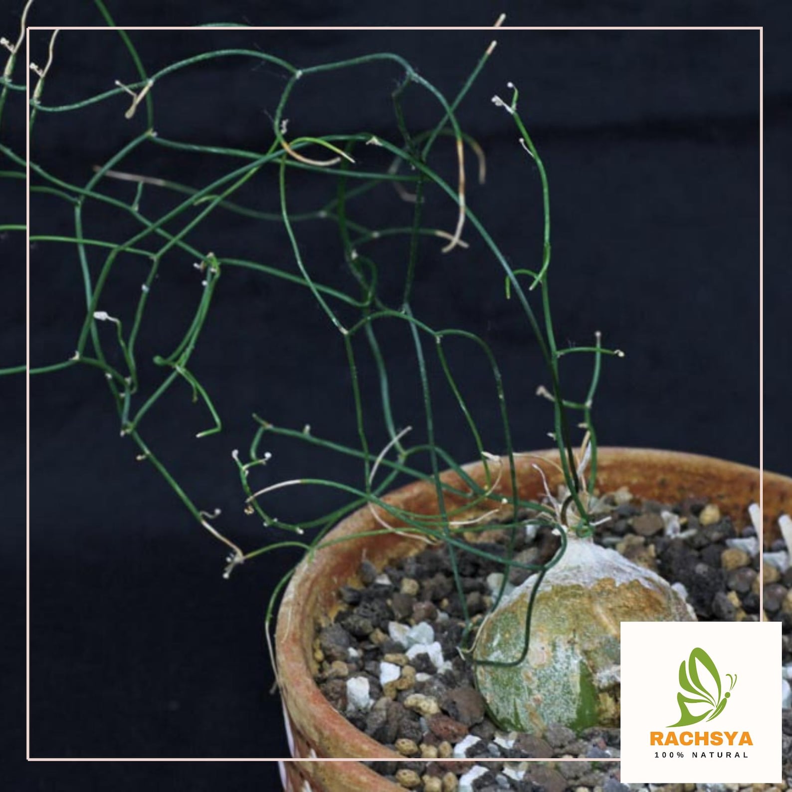 5 Rare Caudex Bonsai Onion Cactus - Schizobasis Intricata Seeds ...