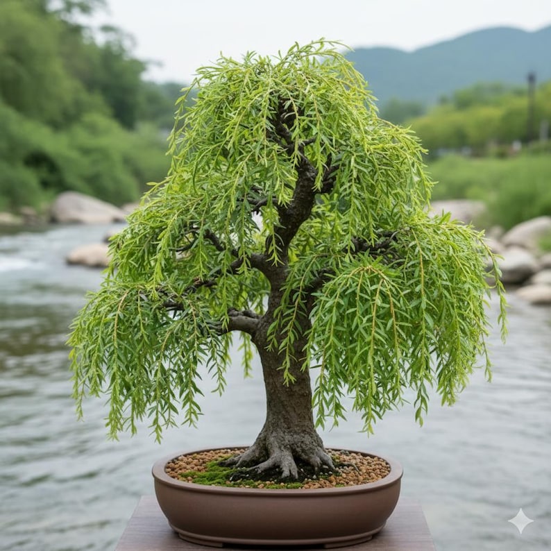 Weeping Willow Bonsai Starter Cutting | Fast-growing Dwarf Tree - Etsy