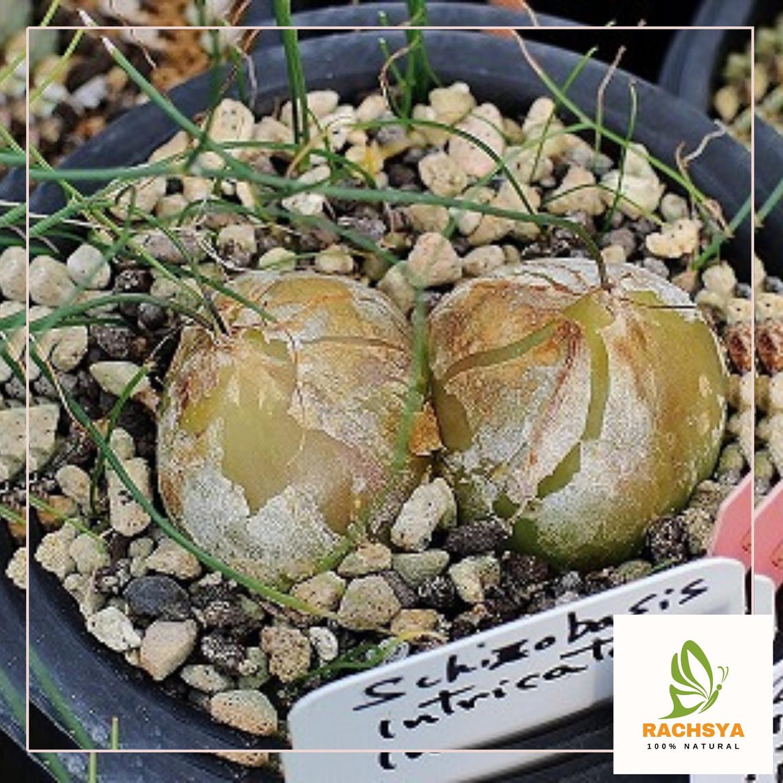 5 Rare Caudex Bonsai Onion Cactus - Schizobasis Intricata Seeds ...