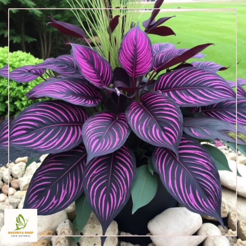 15+ Rare Purple Tip Calathea Seeds - Exotic Tropical Houseplant for ...