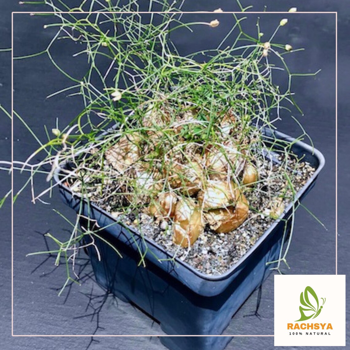 5 Rare Caudex Bonsai Onion Cactus - Schizobasis Intricata Seeds ...