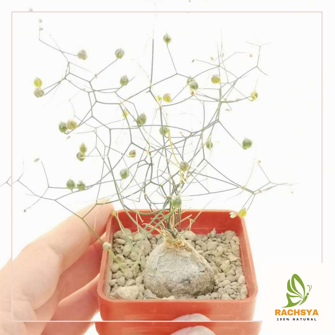 5 Rare Caudex Bonsai Onion Cactus - Schizobasis Intricata Seeds ...