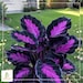 15+ Rare Purple Tip Calathea Seeds - Exotic Tropical Houseplant for ...