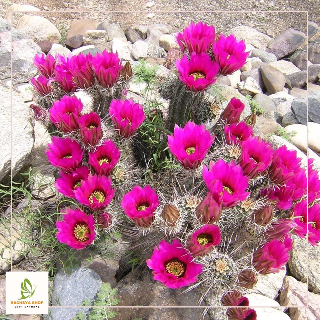 50 Hedgehog Cactus Seeds - Vibrant Echinocereus Engelmannii for Desert ...