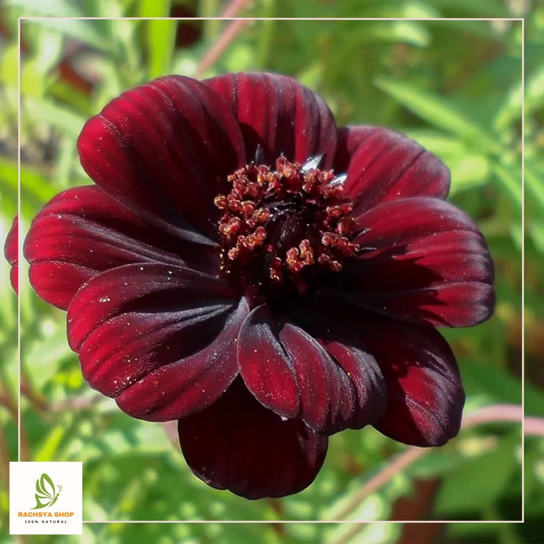 Chocolate Cosmos Seeds – Rare Dark Maroon Blooms, Chocolate Fragrance ...