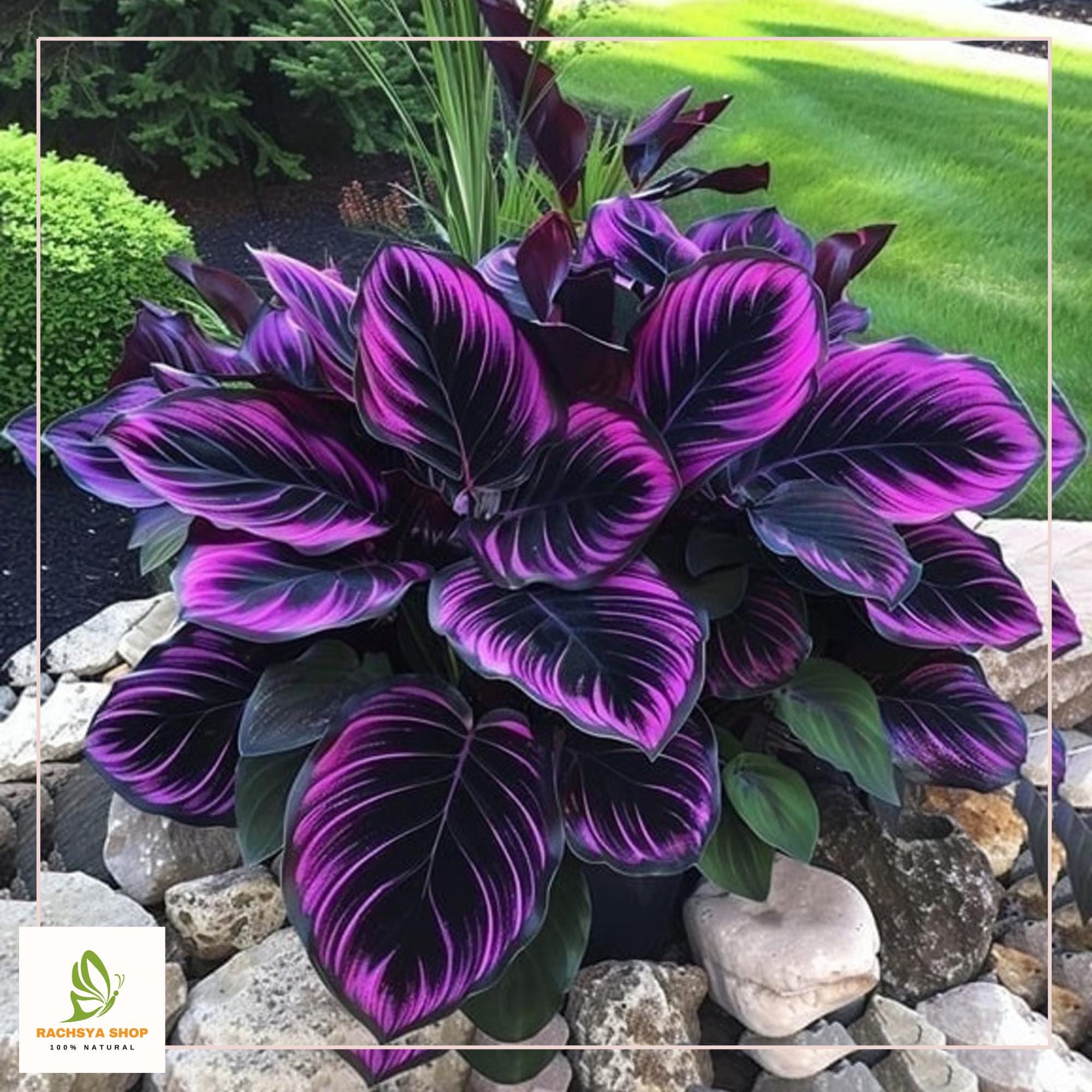 15+ Rare Purple Tip Calathea Seeds - Exotic Tropical Houseplant for ...