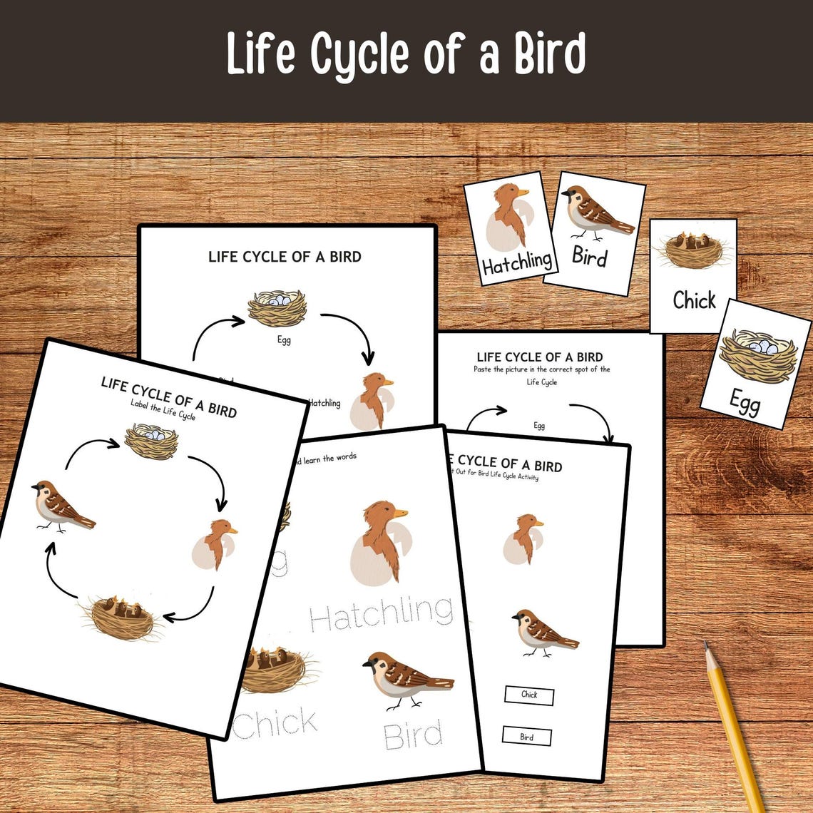 Printable Backyard Birds Unit Study Bird Watching Journal Kids ...