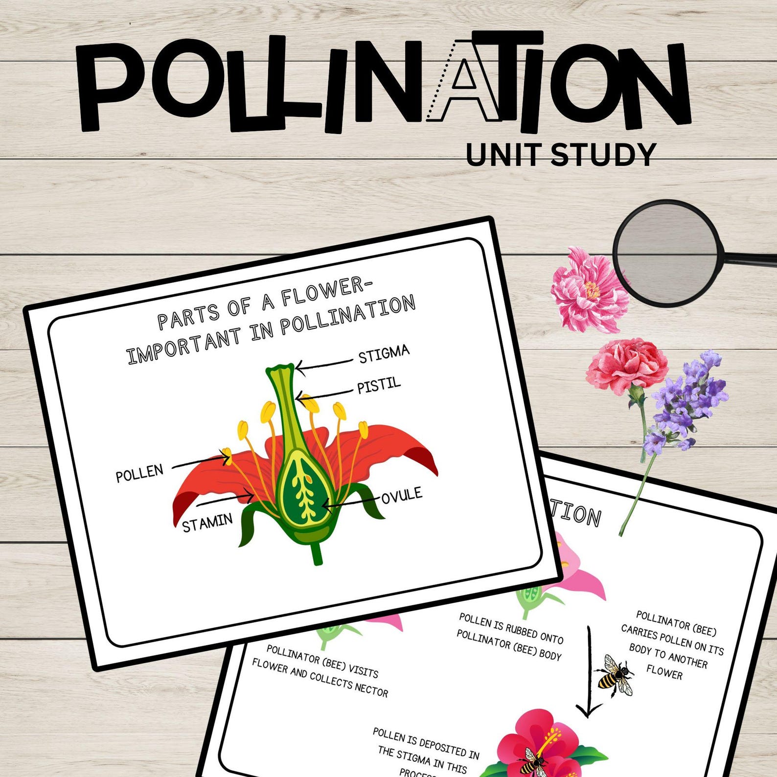 Pollination Flower Unit Study Bundle Anatomy of a Flower Charlotte ...