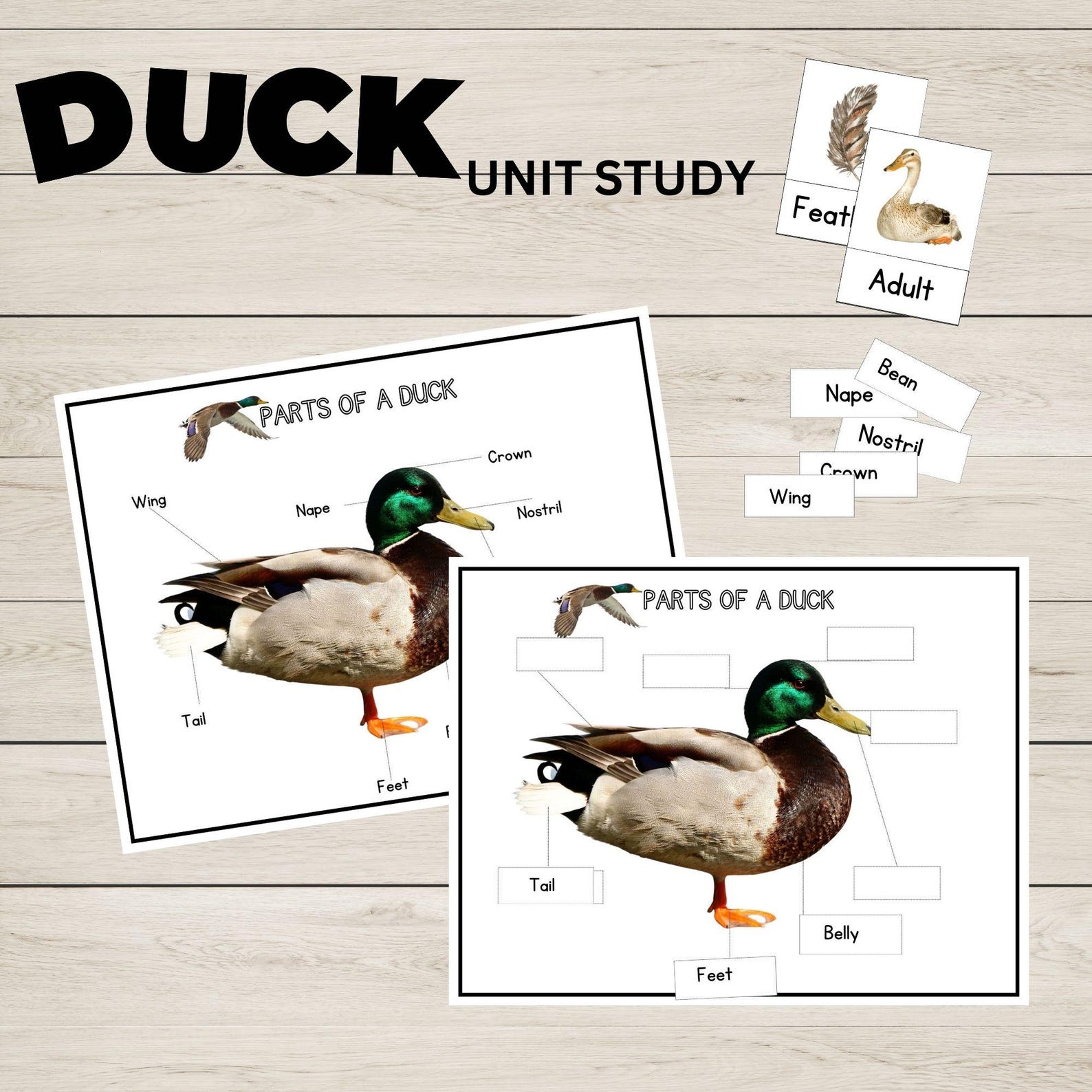 Duck Unit Study Homeschool Learning Material Charlotte Mason Preschool ...