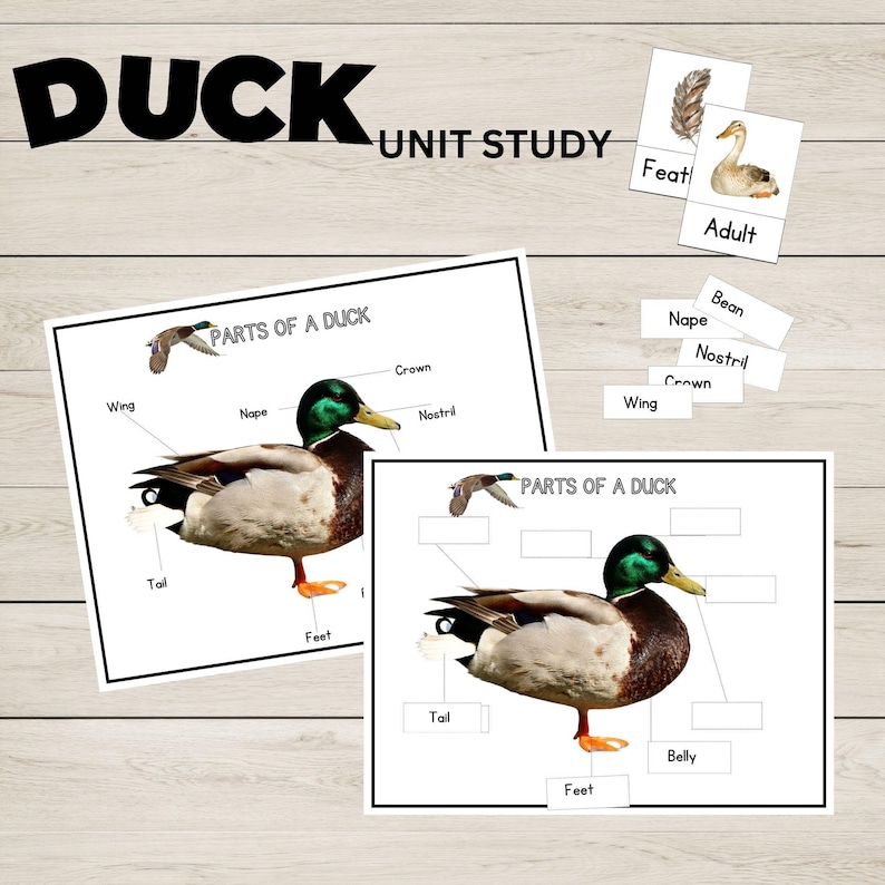 Duck Unit Study Homeschool Learning Material Charlotte Mason Preschool ...