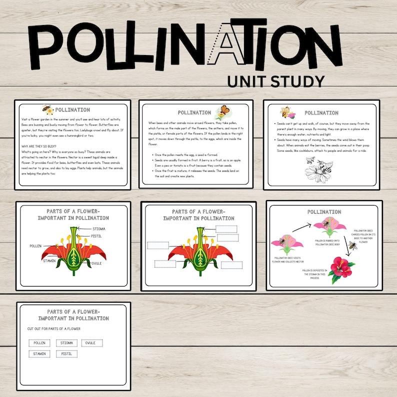 Pollination Flower Unit Study Bundle Anatomy of a Flower Charlotte ...