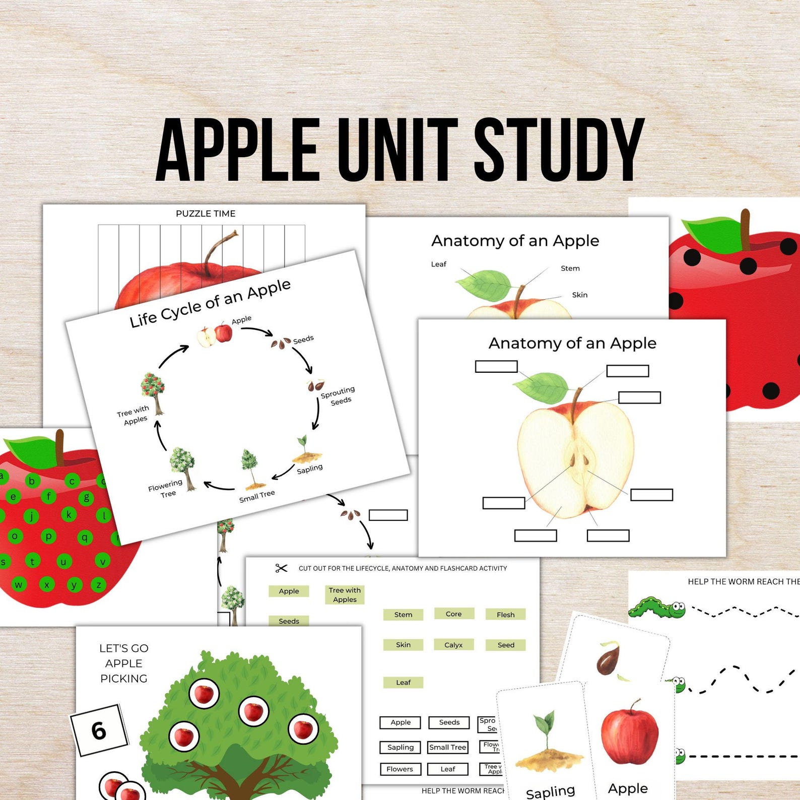APPLE Unit Study Life Cycle Anatomy Nature Study Kindergarten Science ...
