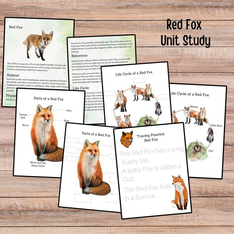 Winter Animals Unit Study: Homeschool Learning Binder Printable - Etsy