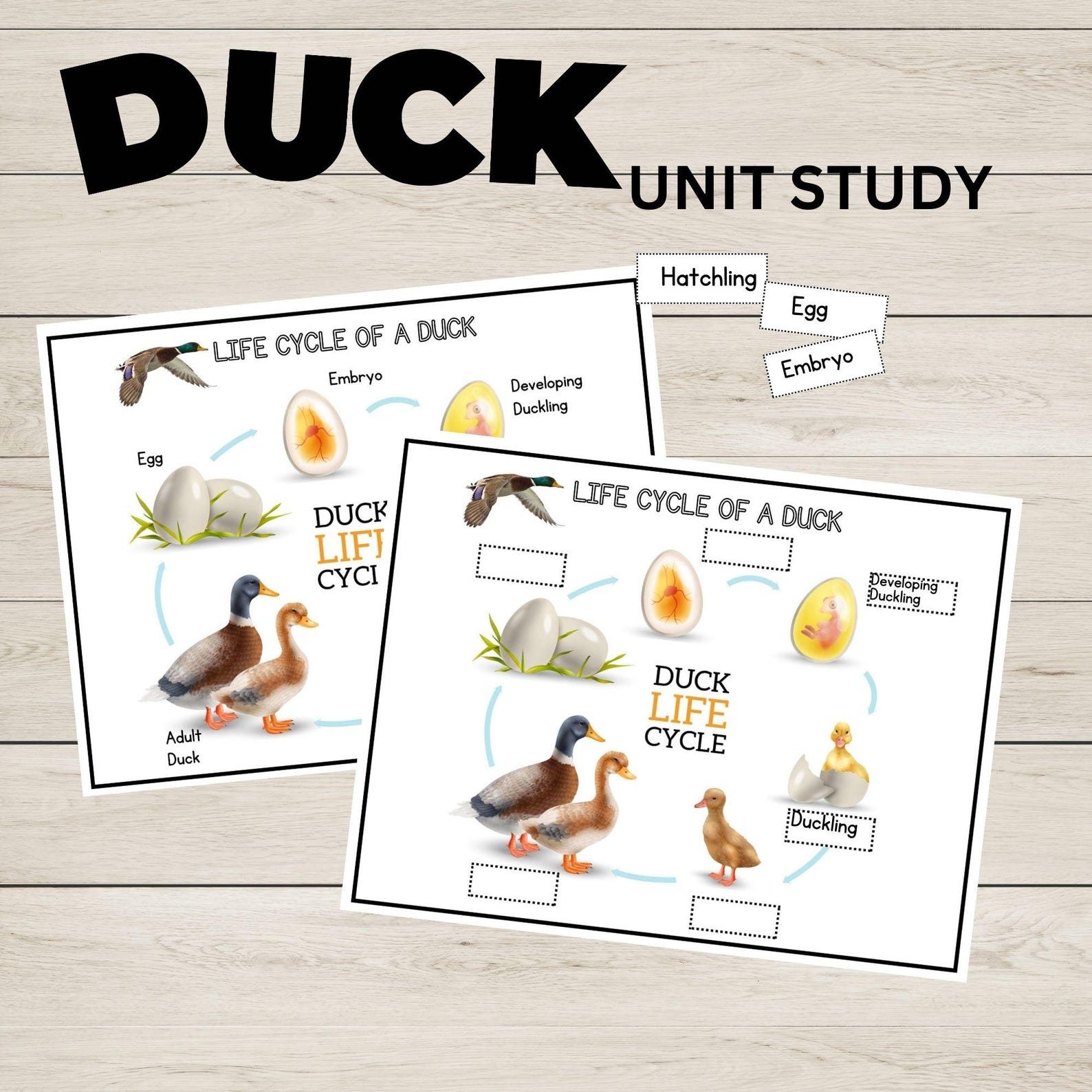 Duck Unit Study Homeschool Learning Material Charlotte Mason Preschool ...