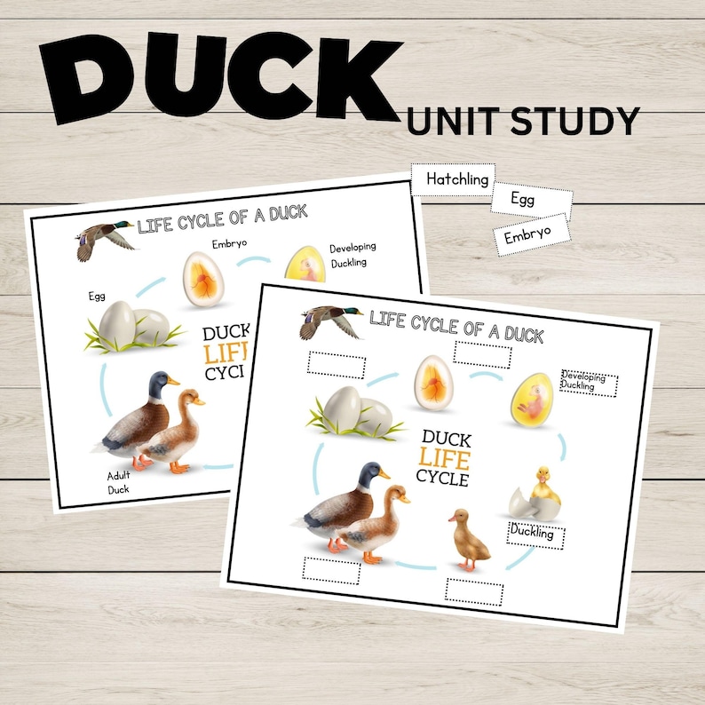 Duck Unit Study Homeschool Learning Material Charlotte Mason Preschool ...