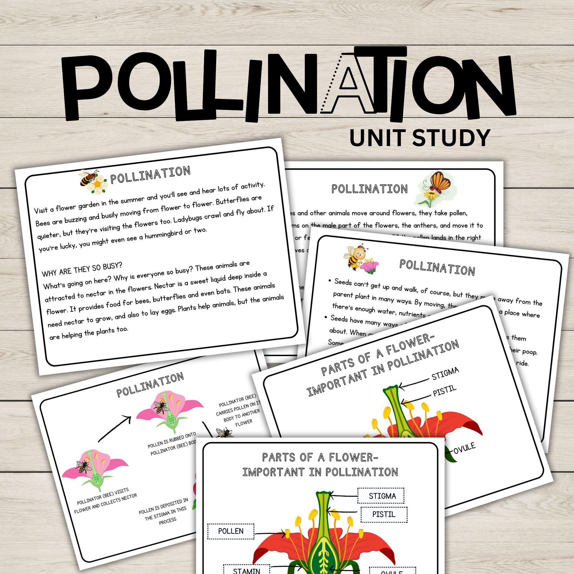 Pollination Flower Unit Study Bundle Anatomy of a Flower Charlotte ...
