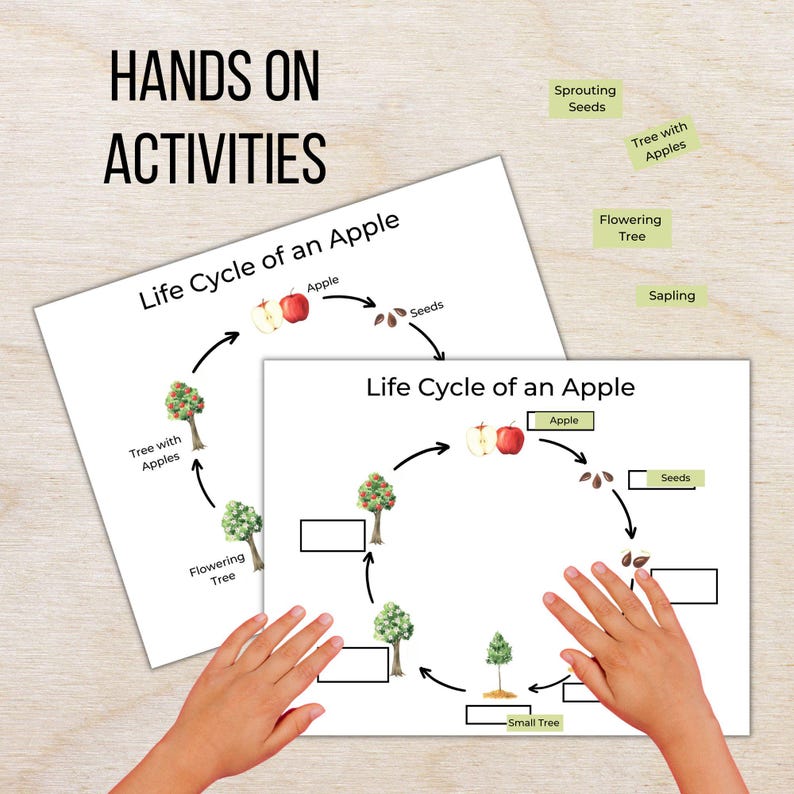 APPLE Unit Study Life Cycle Anatomy Nature Study Kindergarten Science ...