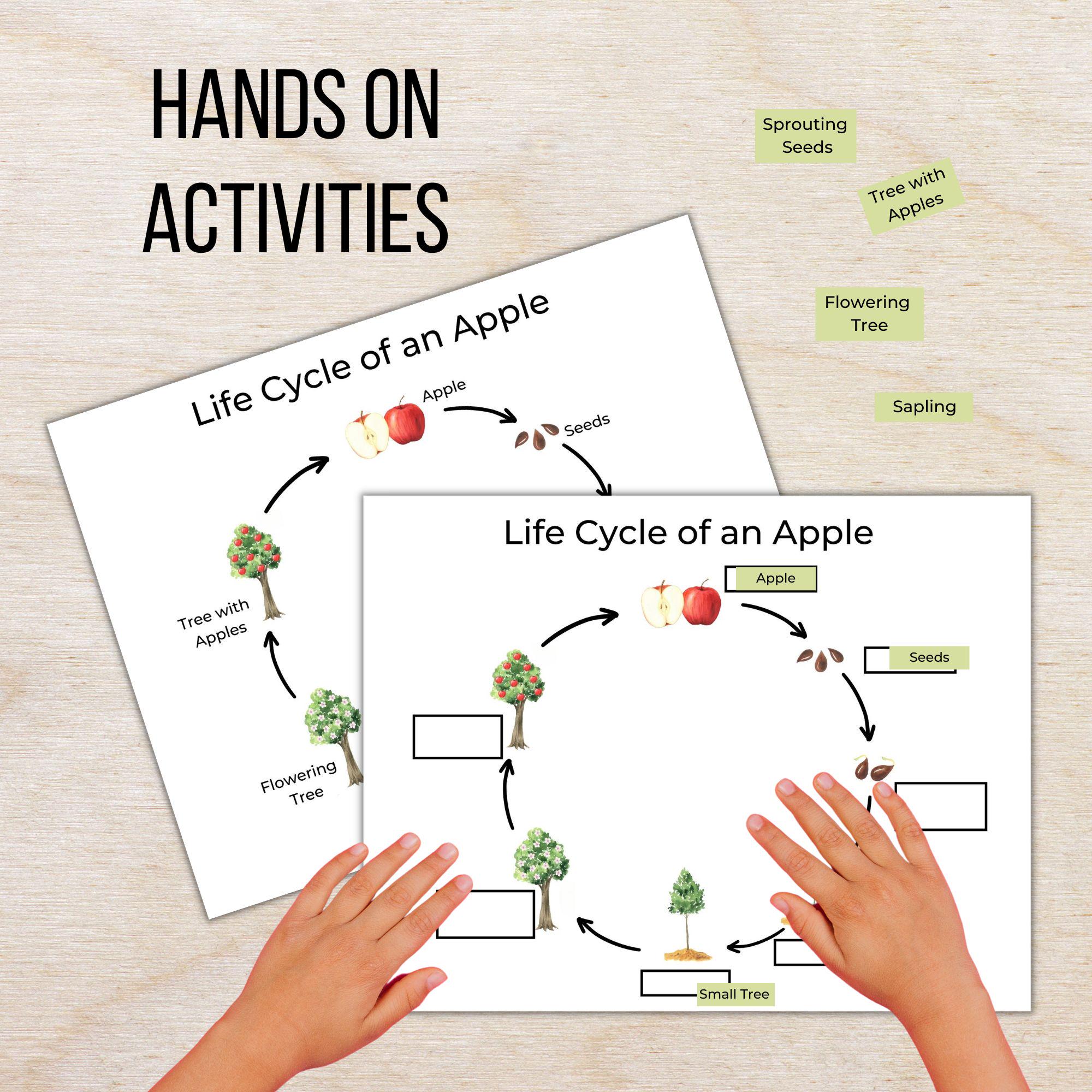 APPLE Unit Study Life Cycle Anatomy Nature Study Kindergarten Science ...