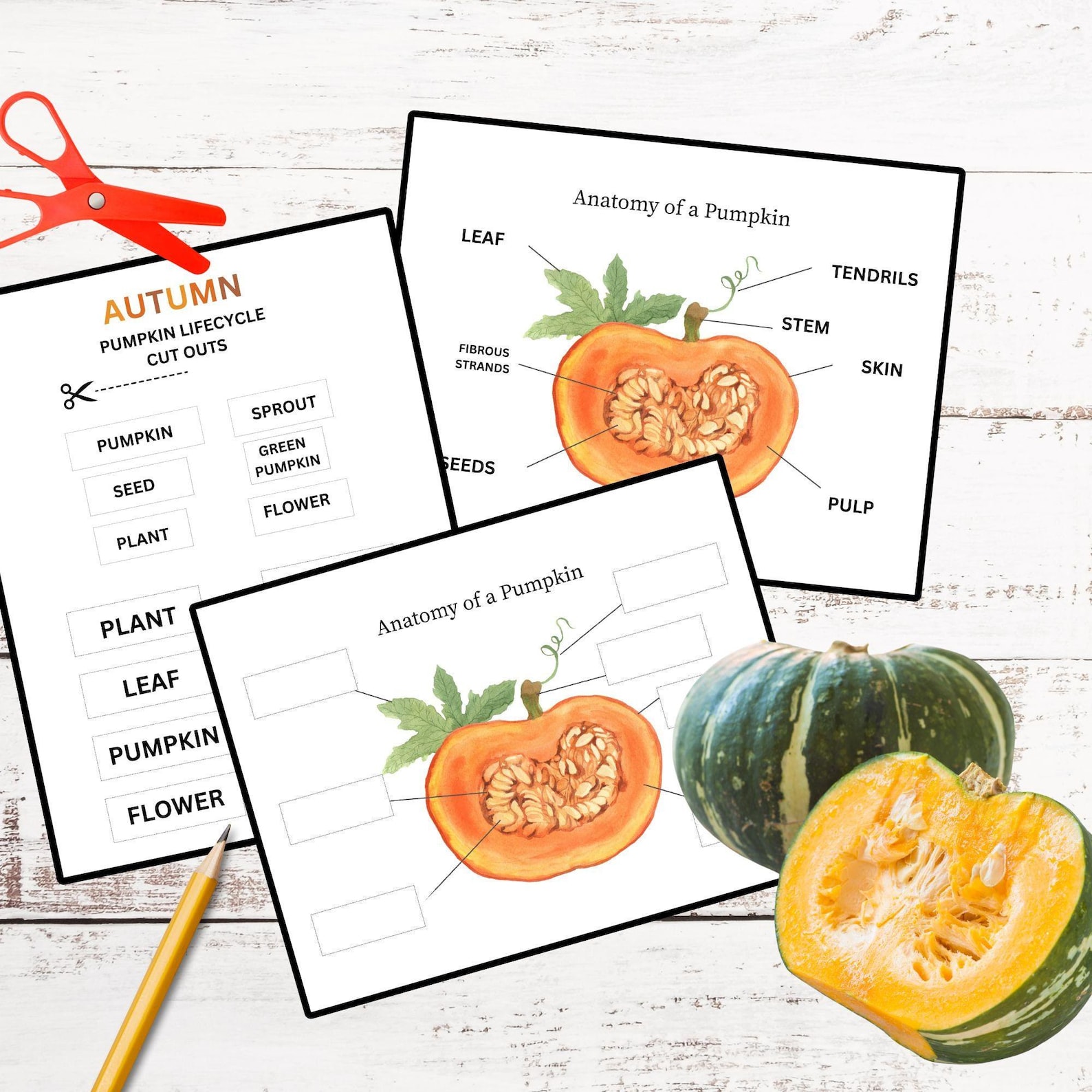 Pumpkin Unit Study Homeschooling Preschool Fall Activities Autumn ...