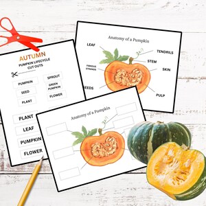 Pumpkin Unit Study Homeschooling Preschool Fall Activities Autumn ...