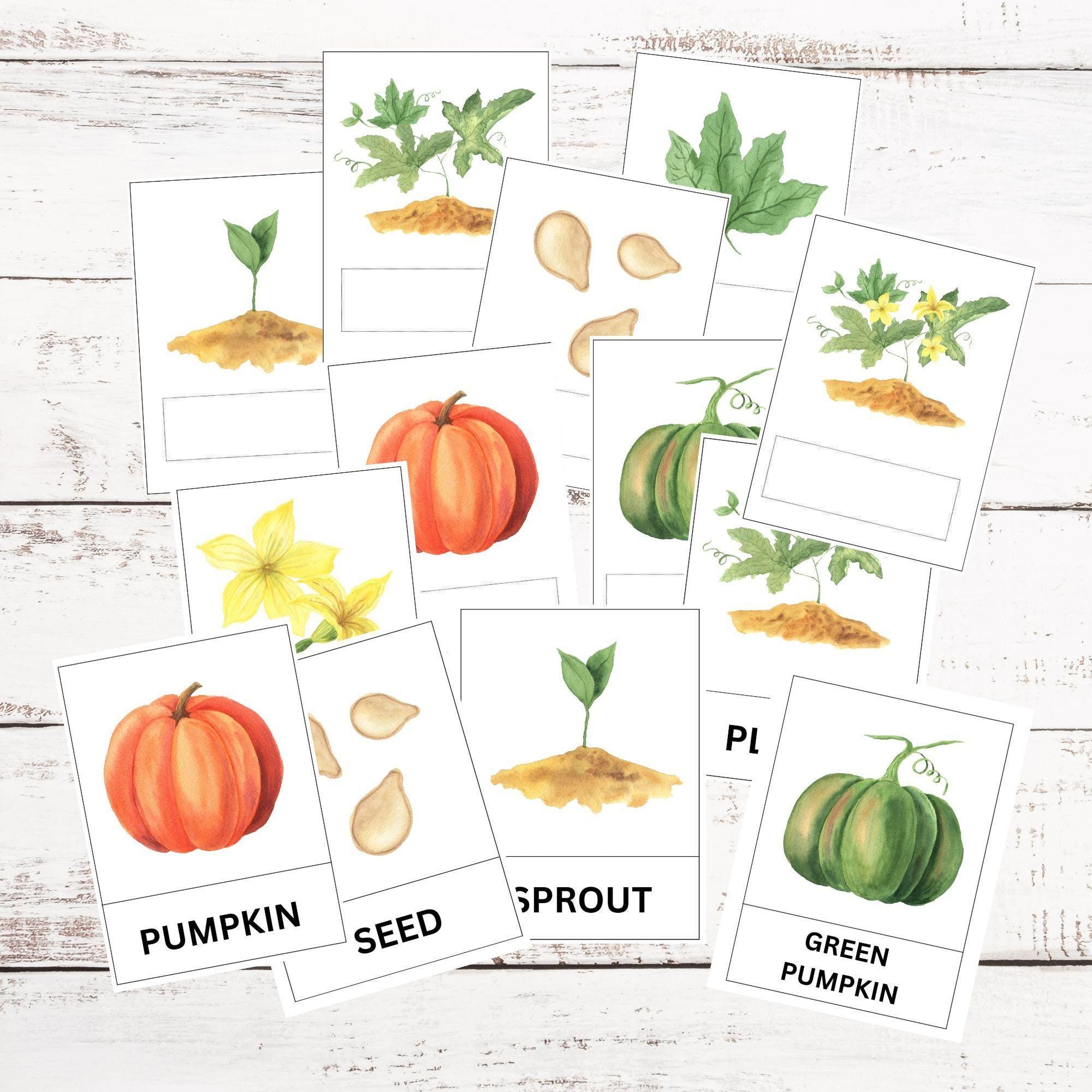 Pumpkin Unit Study Homeschooling Preschool Fall Activities Autumn ...