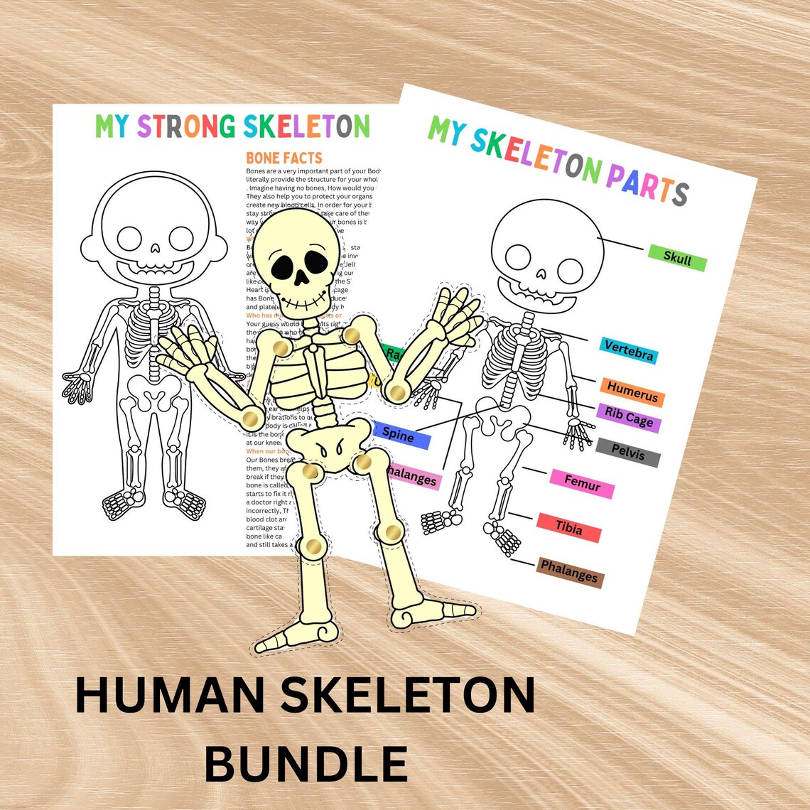 Human Skeleton Anatomy Busy Book Skeleton Study Printable Kids Learning ...