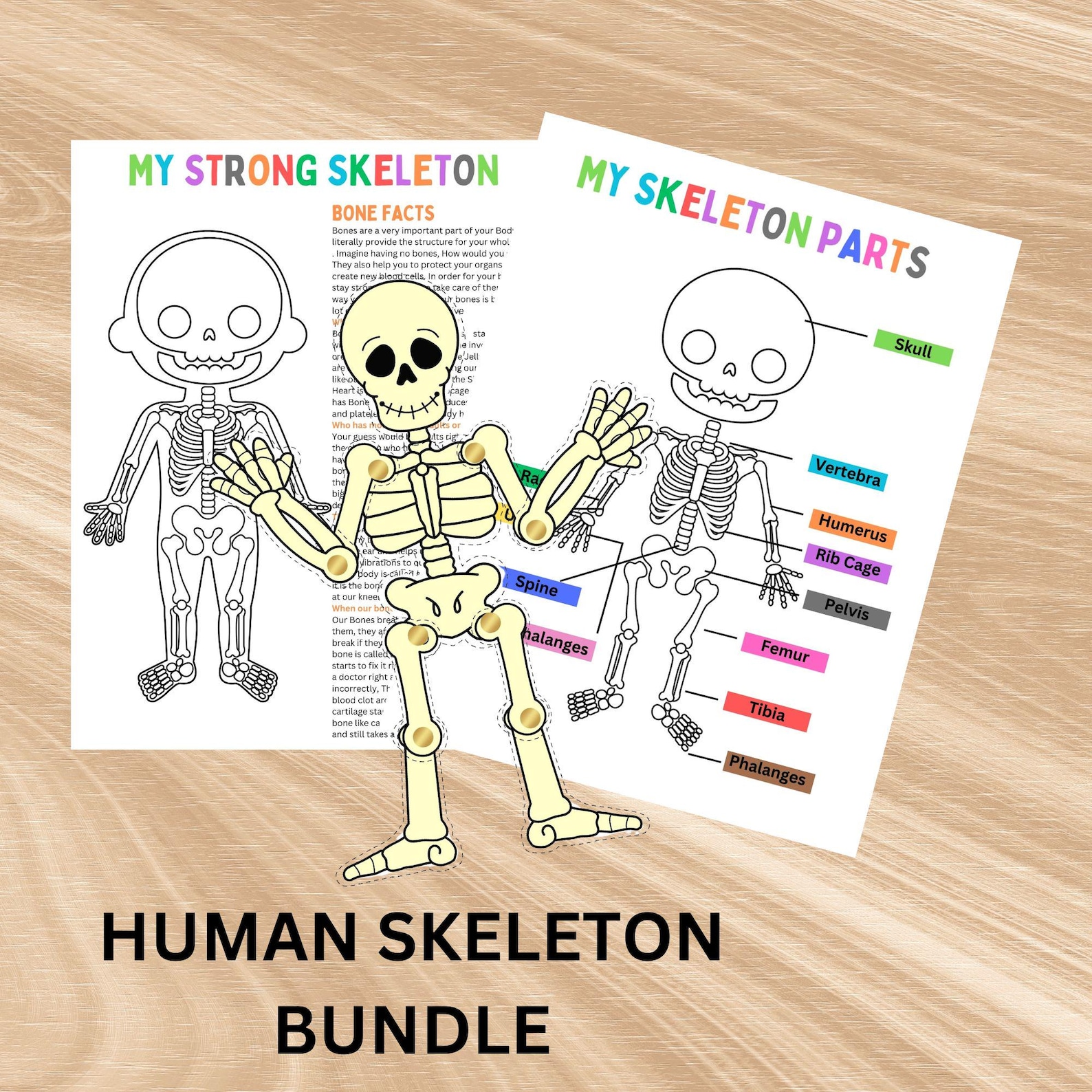 Human Skeleton Anatomy Busy Book Skeleton Study Printable Kids Learning ...