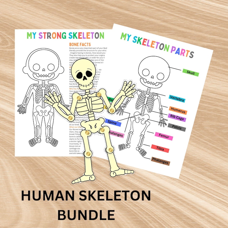 Human Skeleton Anatomy Busy Book Skeleton Study Printable Kids Learning ...