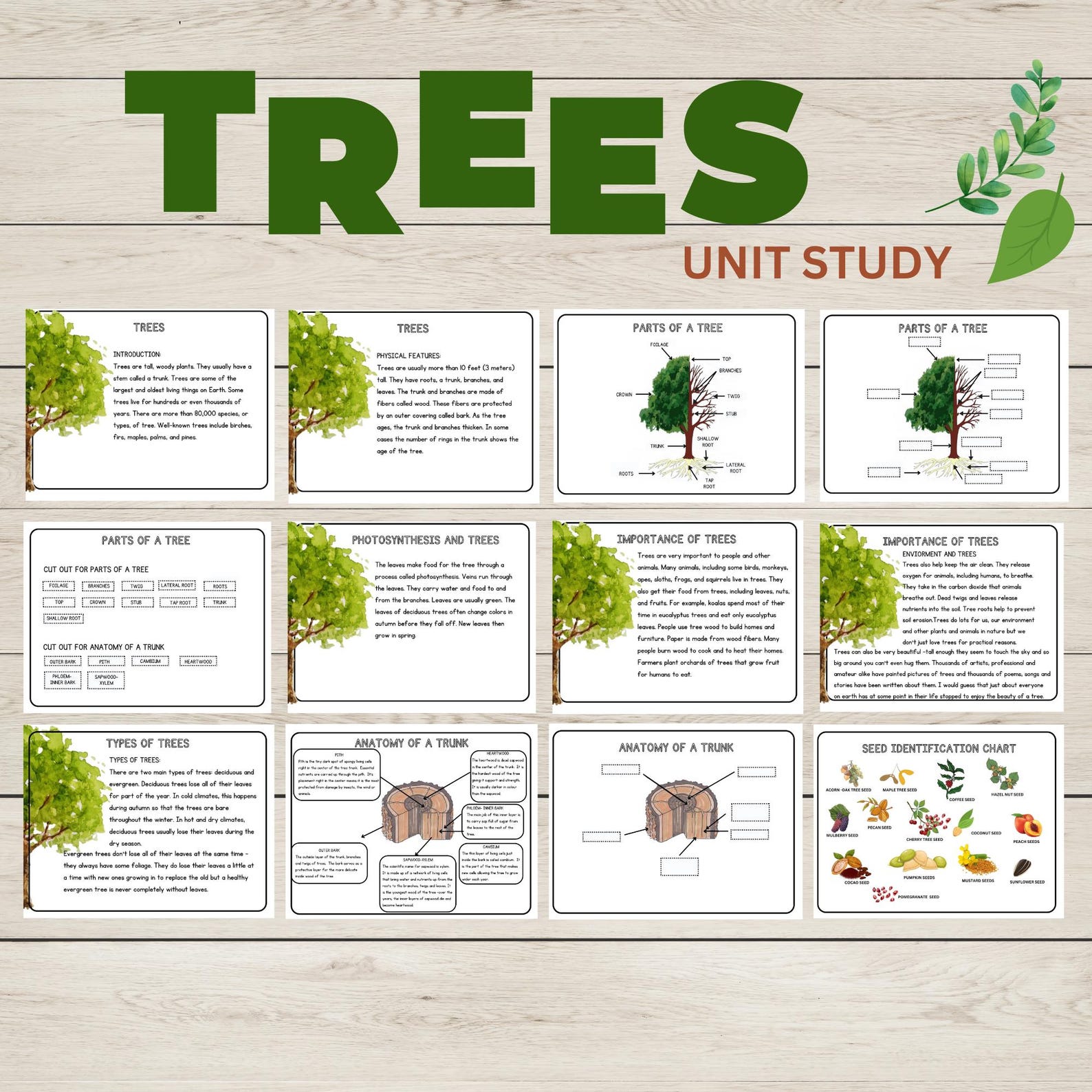 Tree Unit Study Bundle Charlotte Mason Nature Study Anatomy of a Trunk ...