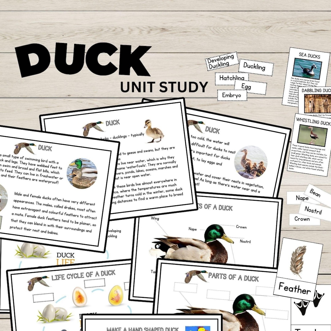 Duck Unit Study Homeschool Learning Material Charlotte Mason Preschool ...