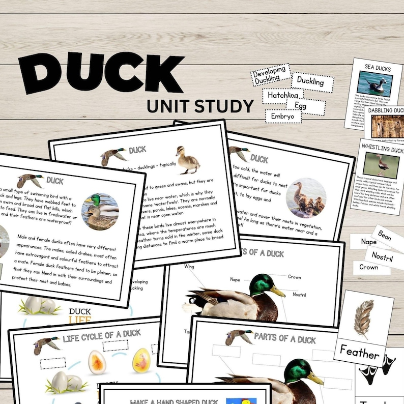 Duck Unit Study Homeschool Learning Material Charlotte Mason Preschool ...
