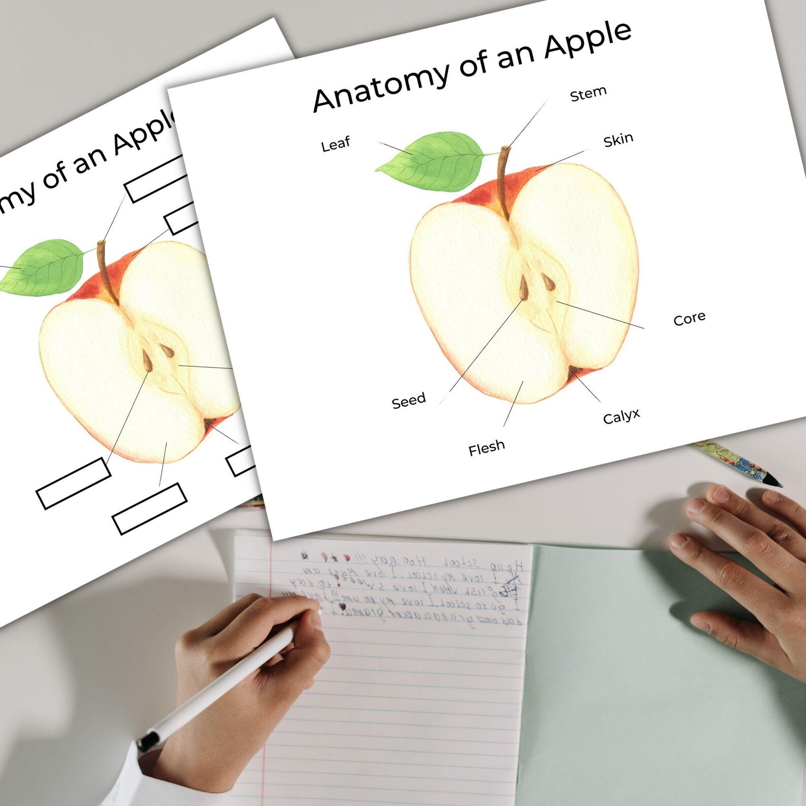 APPLE Unit Study Life Cycle Anatomy Nature Study Kindergarten Science ...