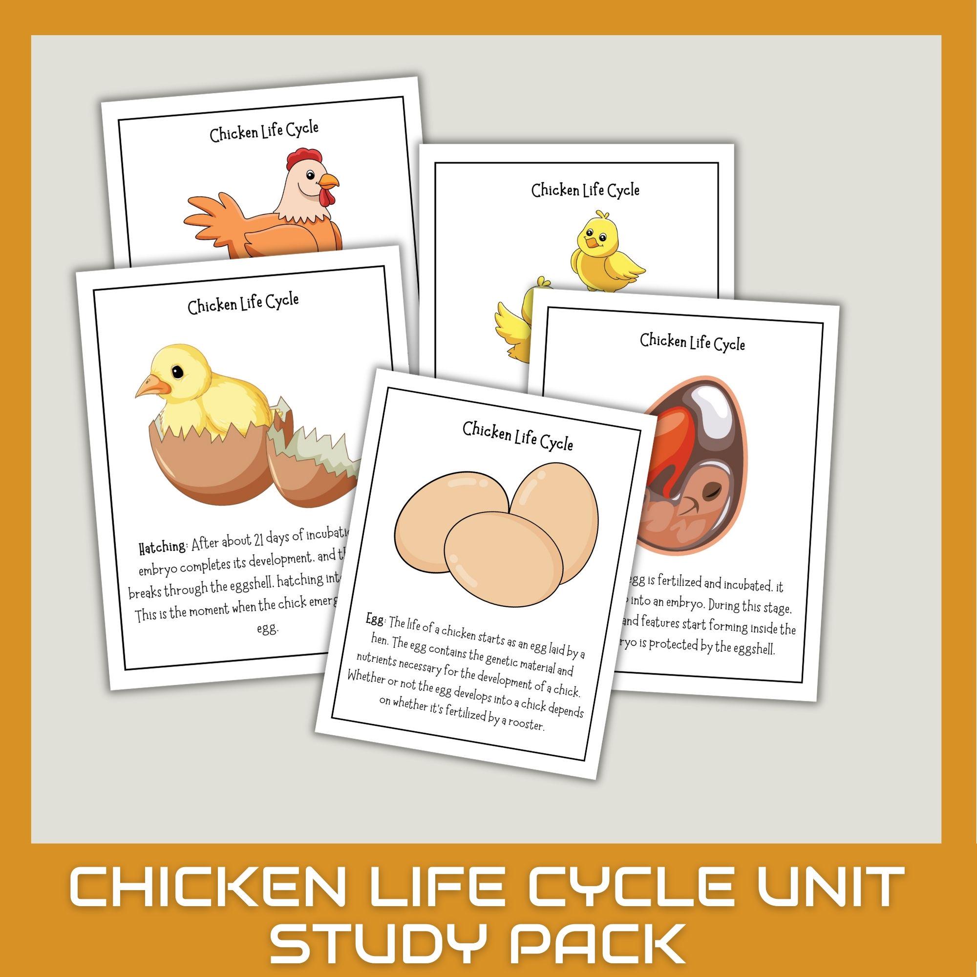 Chicken Unit Study Homeschool Summer Activities Chicken and Chick Life ...