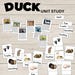 Duck Unit Study Homeschool Learning Material Charlotte Mason Preschool ...