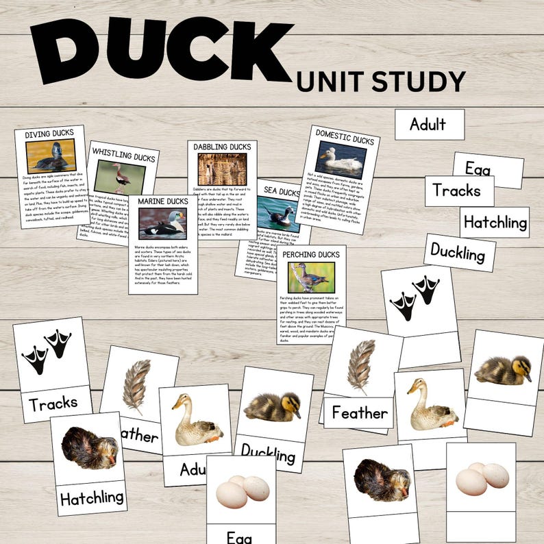 Duck Unit Study Homeschool Learning Material Charlotte Mason Preschool ...