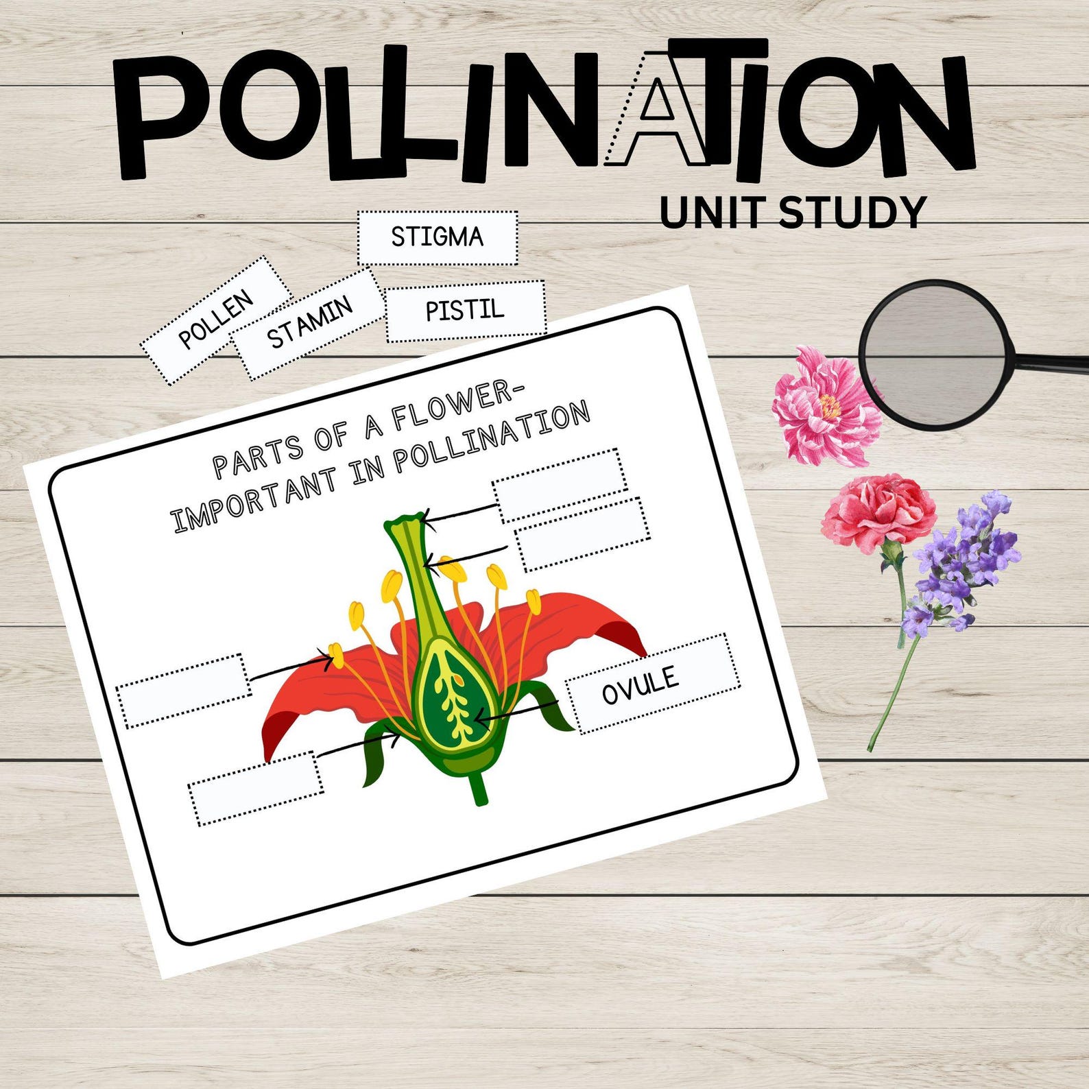 Pollination Flower Unit Study Bundle Anatomy of a Flower Charlotte ...