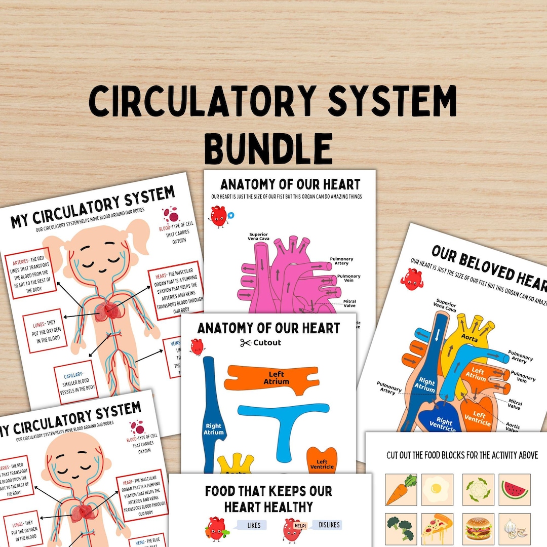 Human Anatomy Study Bundle Kids Circulatory System Heart Unit Study ...