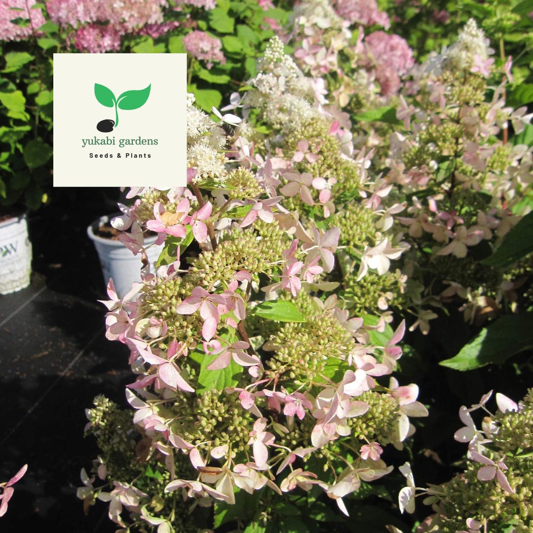 1 Hydrangea Paniculata 'confetti', Live Plant 7–9 Inches Tall - Etsy