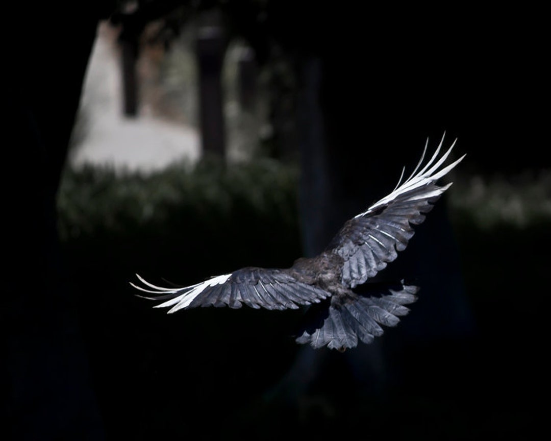 Crow Photography, Nature Photography, White Crow, Leucistic Crow, Bird ...