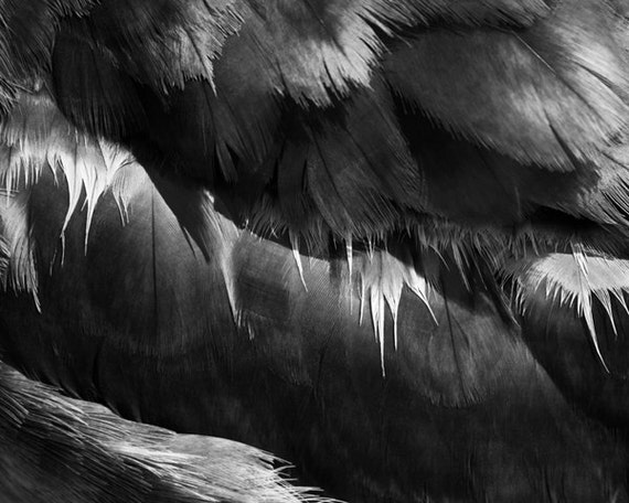 Feathers Limited Edition Print Bird Art Photography Fine | Etsy