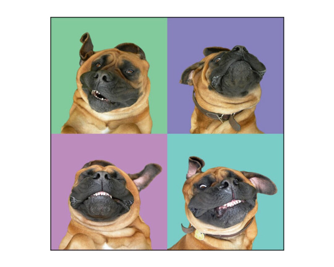 Smiling Dog, Dog Art, Animal Photography, Mastiff Art Print, Fine Art ...