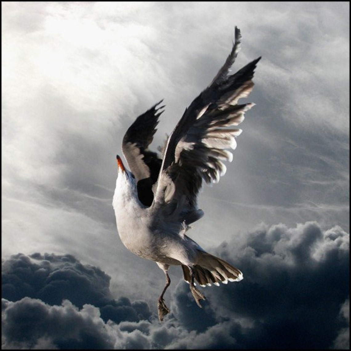 Icarus, Bird Photography, Animal Photography, Nature Photography ...