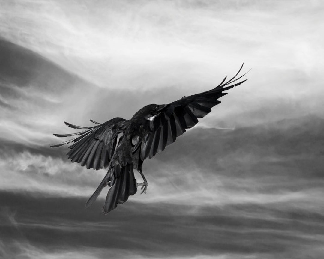 Crow, Bird Photography, Animal Photography, Limited Edition Photography ...