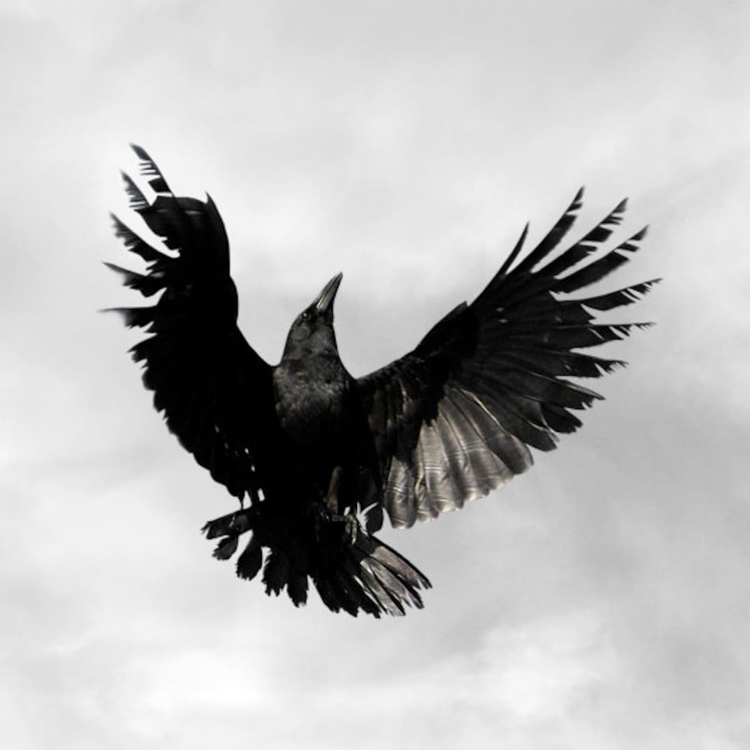 Crow, Animal Photography, Bird Photography Art Print, Fine Art ...