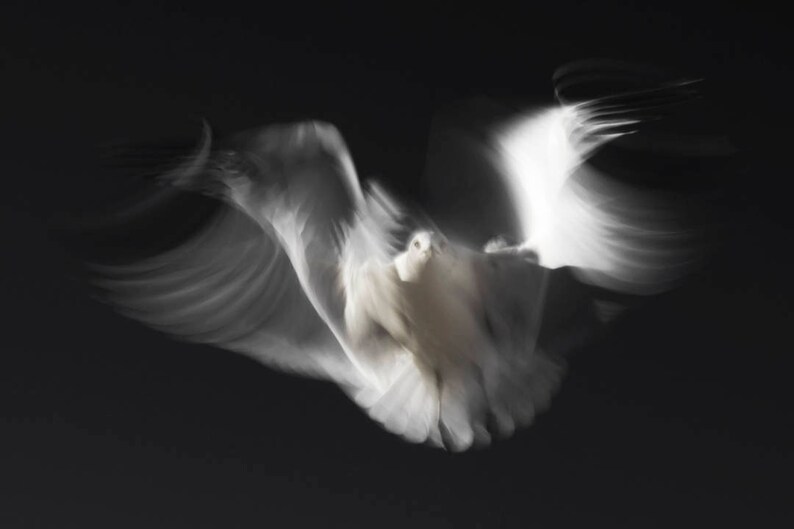 Ghost Bird, Abstract Photography, Limited Edition Art Print, Seagull ...