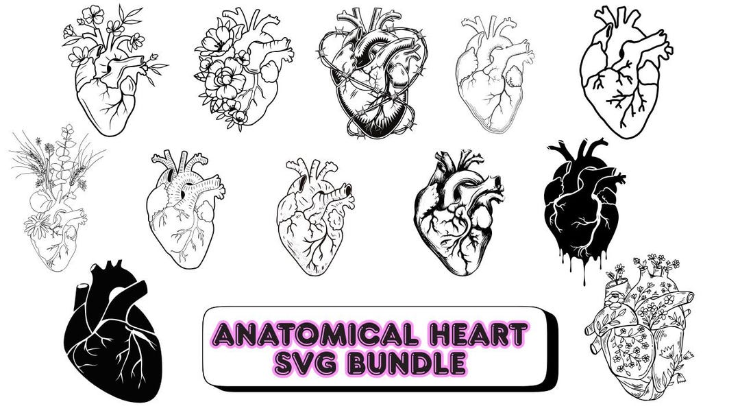 Anatomical Heart SVG | Realistic Human Heart Clipart | Medical Anatomy ...
