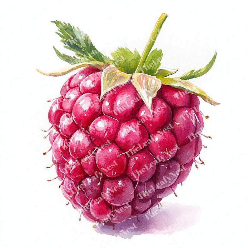 9 Raspberry Clipart, Ripe Red-pink Berry Clipart, Printable Watercolor ...