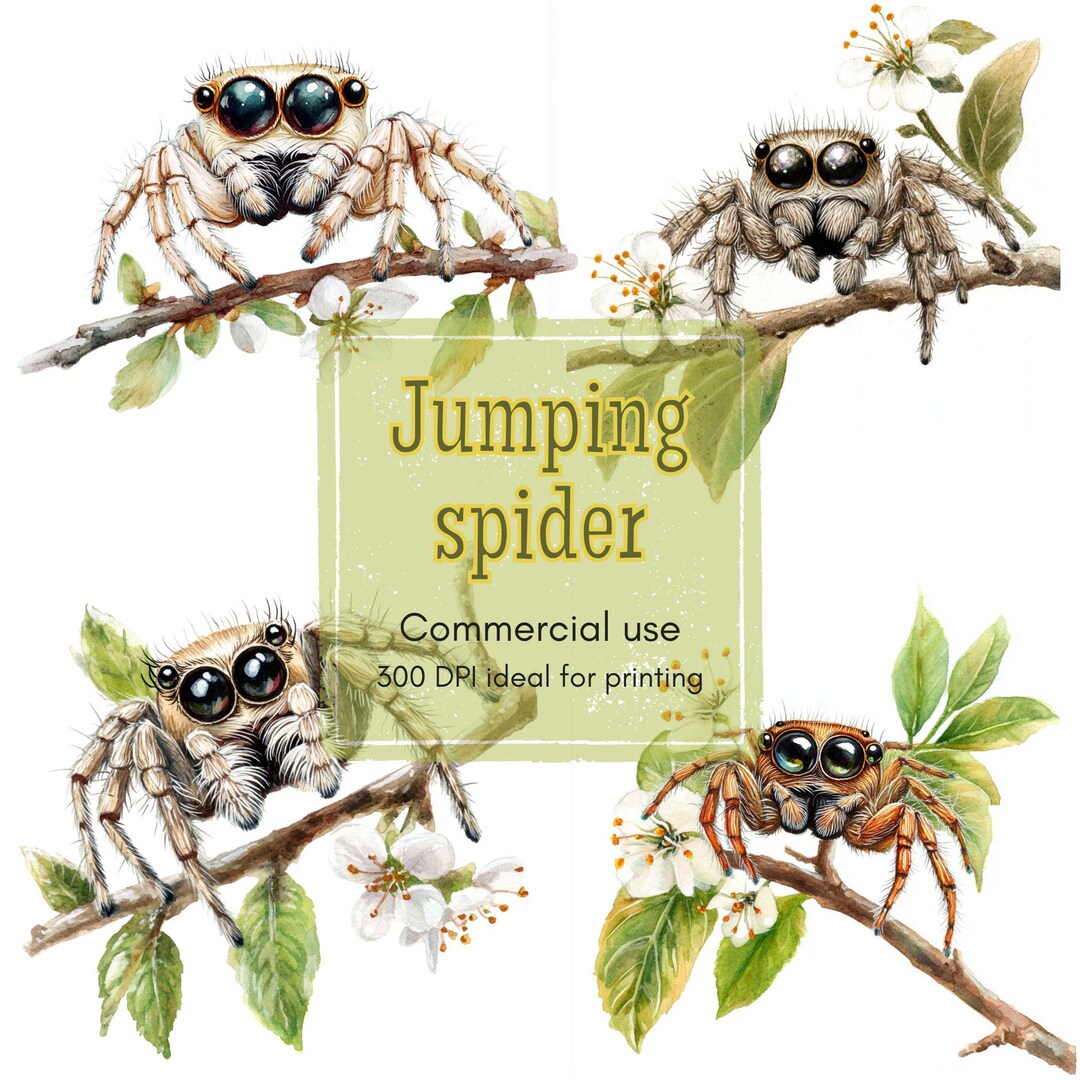 11 Jumping Spider Clipart, Cute Bug Clipart, Floral Branch Insect ...
